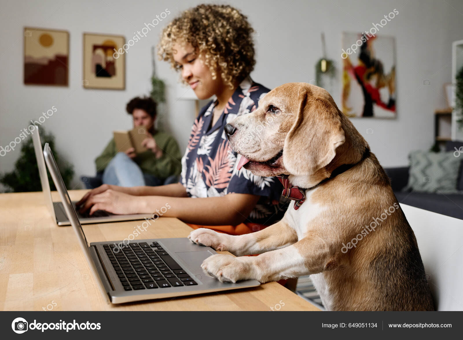 Terrier Dog Sitting Table Laptop While Owner Typing Laptop Background ...