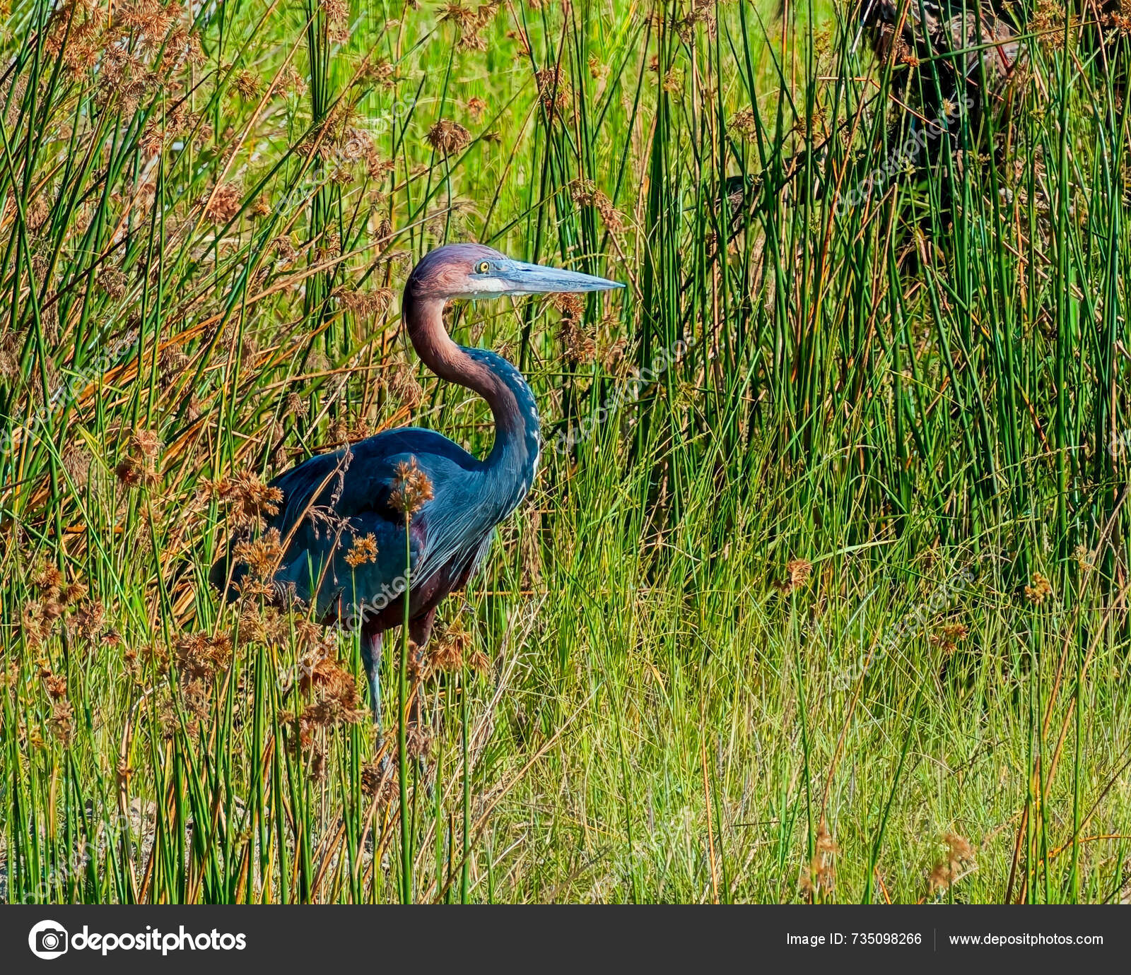 Goliath Heron Standing Tall Grass — Stock Photo © jimmitchell #735098266