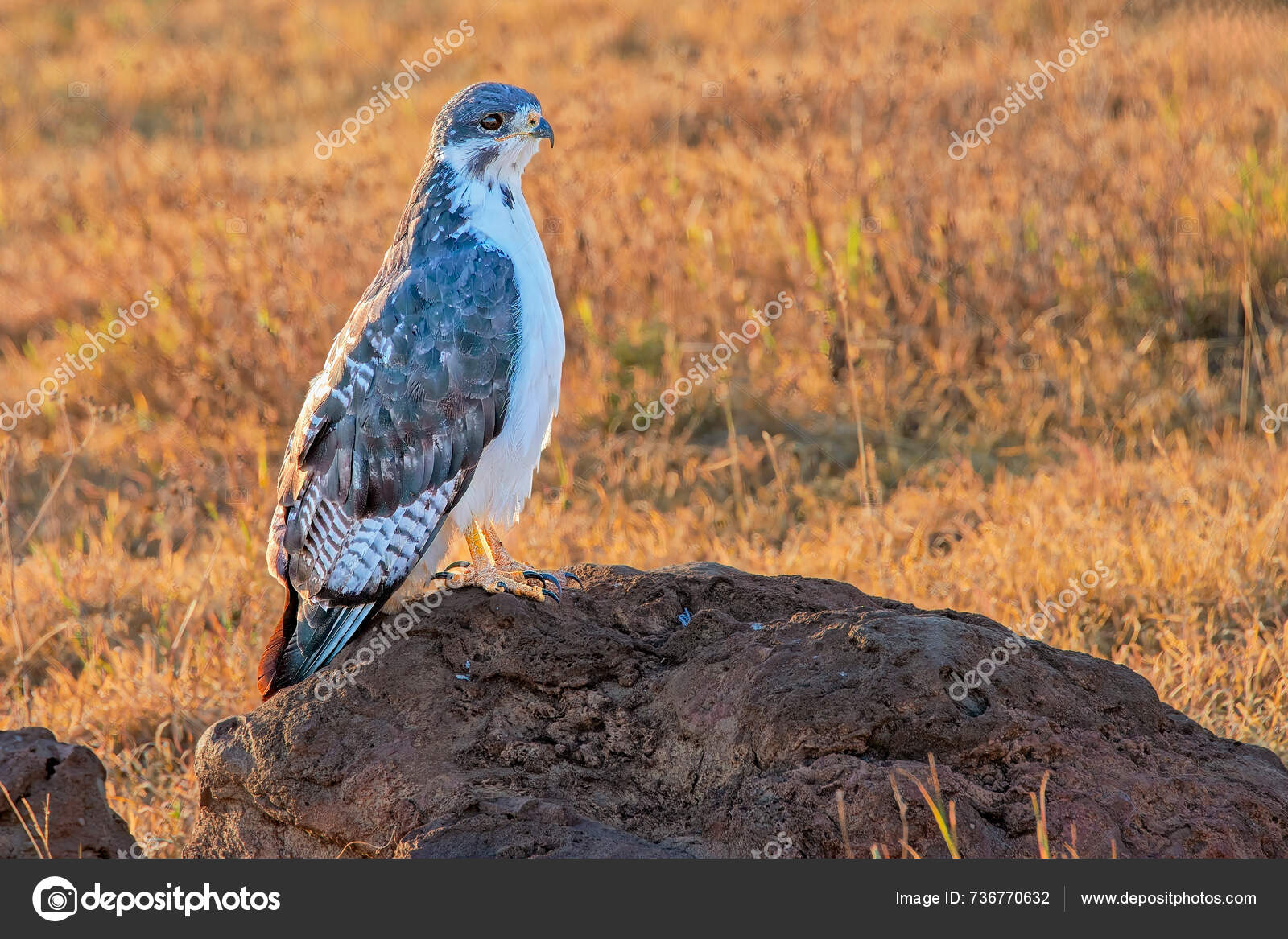 Augur Buzzard Perching Large Rock — Stock Photo © jimmitchell #736770632