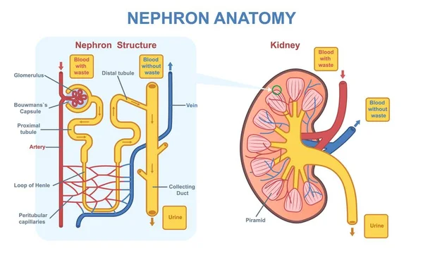Anatomía de la nefrona renal. Diagrama médico con estructura de órganos ...
