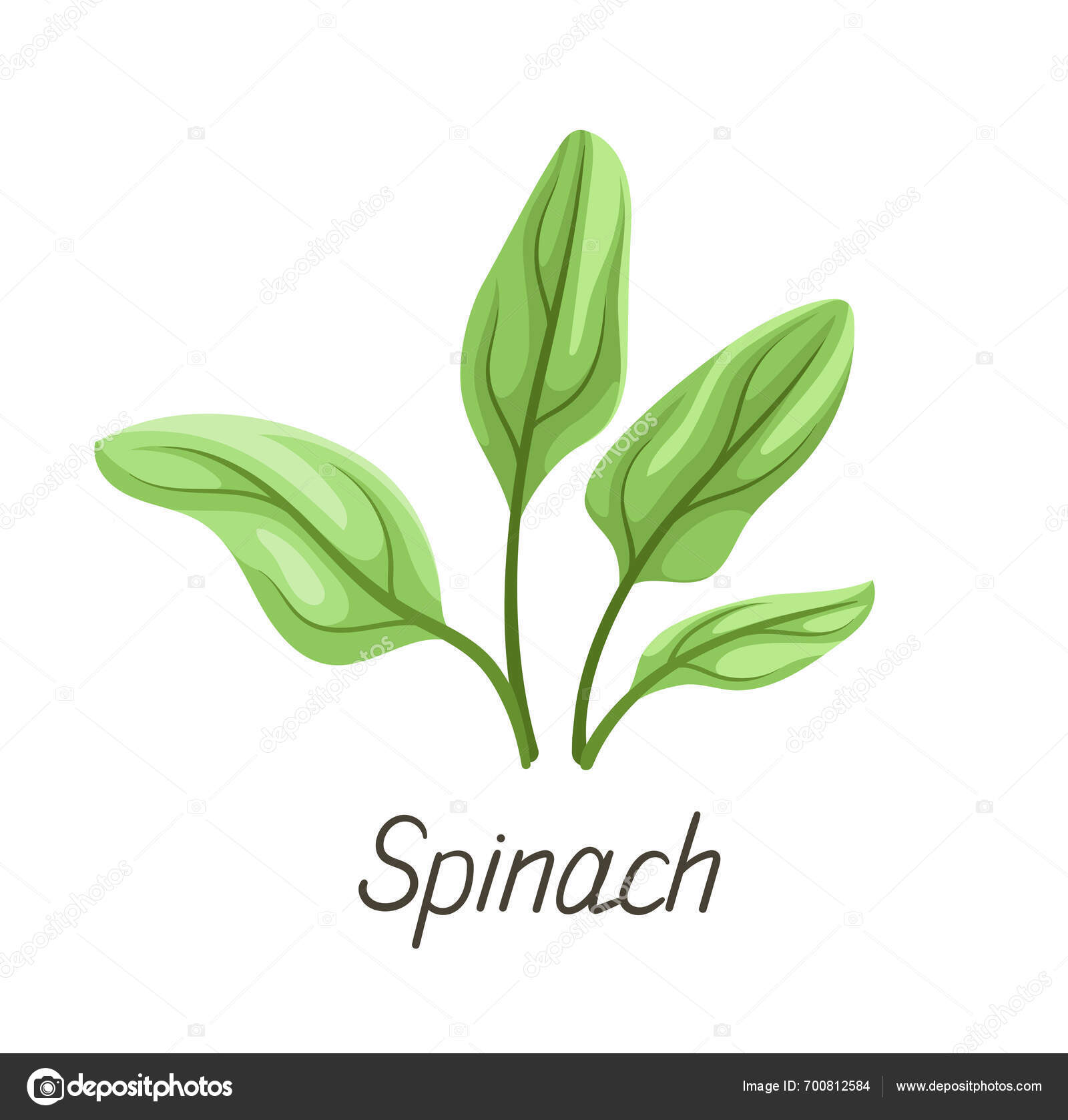 Herbal Leaves Concept Botanical Infographics Educational Materials ...