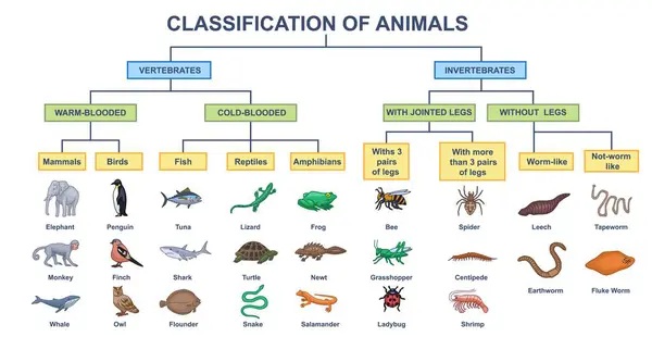 Diagrama de clasificación animal. Infografías educativas para estudiar biología y vida silvestre ...