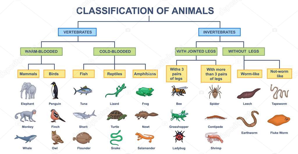 Diagrama de clasificación animal. Infografías educativas para estudiar ...