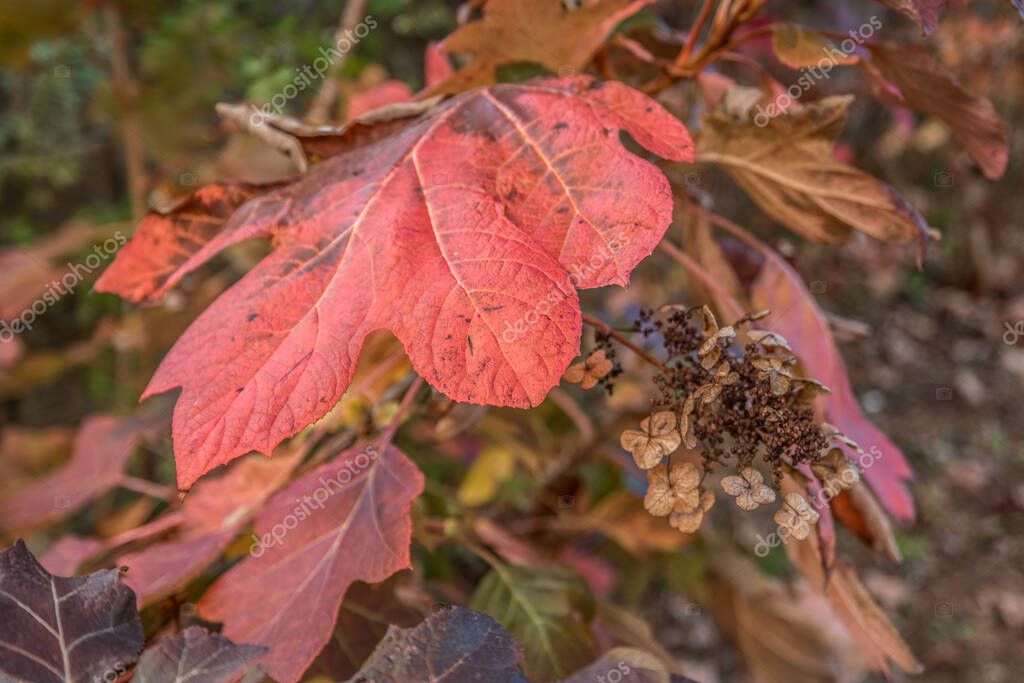 Un arbusto de hortensia de hoja de roble maduro girando colores de la ...