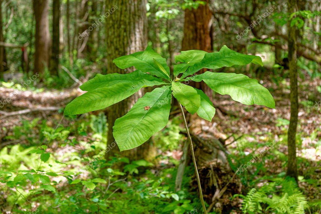 Una nueva planta de magnolia de hoja grande de plántulas que crecen en ...