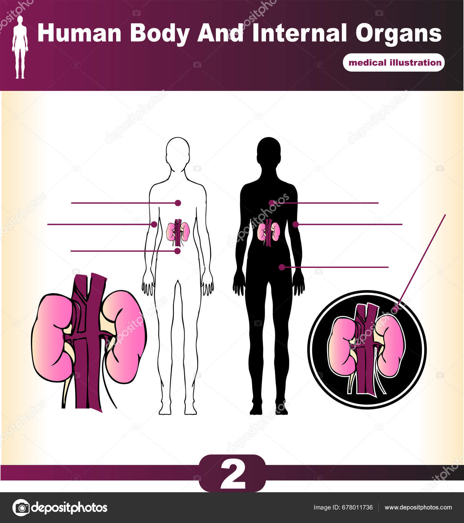 Internal Organs Human Body Stock Vector by ©DesignPicsInc 678011736