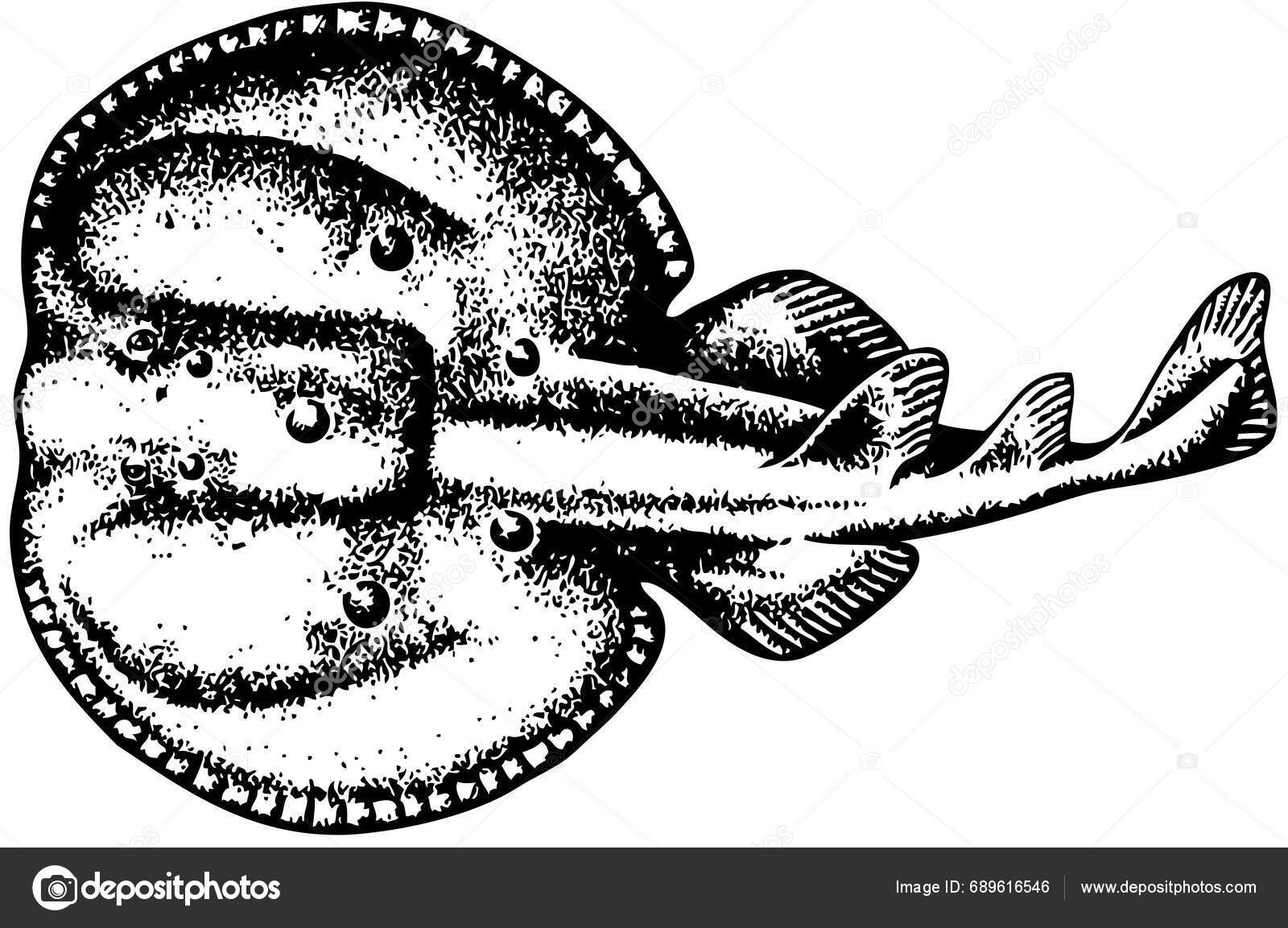 Illustration Fish White Background Stock Vector by ©DesignPicsInc 689616546