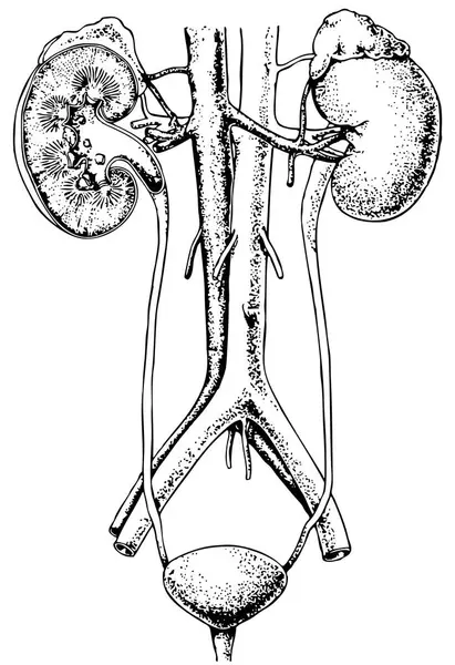 Frame kidneys Stock Photos, Royalty Free Frame kidneys Images ...