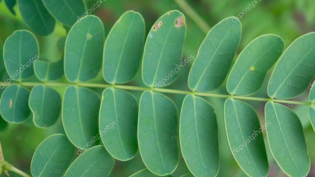 Las hojas de moringa, derivadas del árbol de moringa oleifera, tienen ...