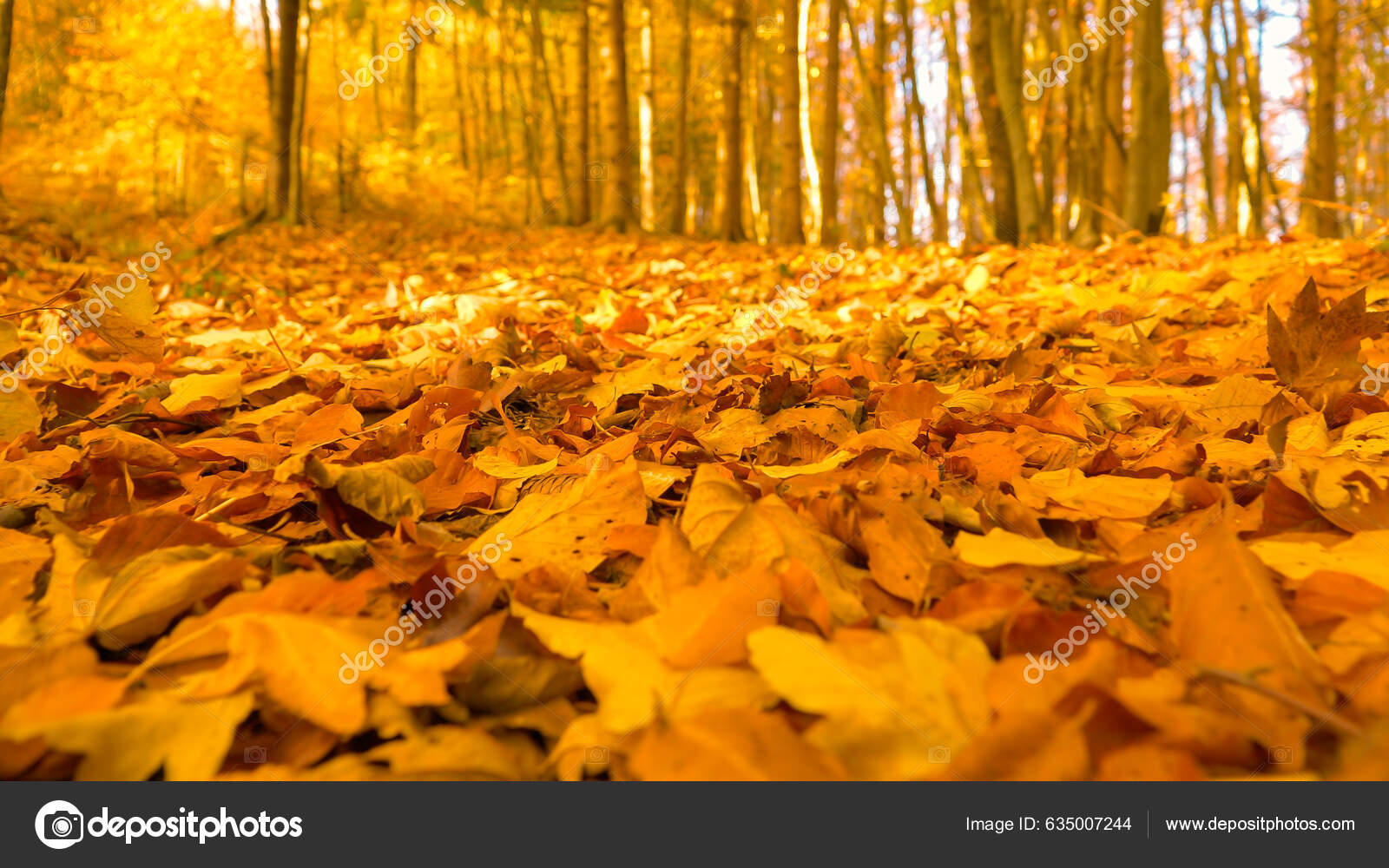 Fallen Colorful Autumn Tree Leaves Densely Covering Forest Ground Leafy ...