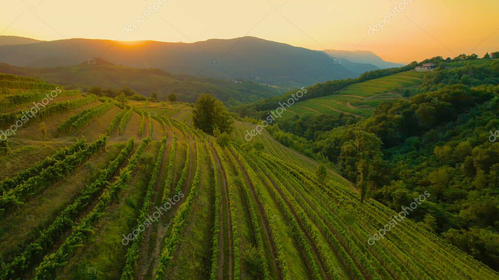 Stunning view of wine country with terraced vineyards bathing in golden ...