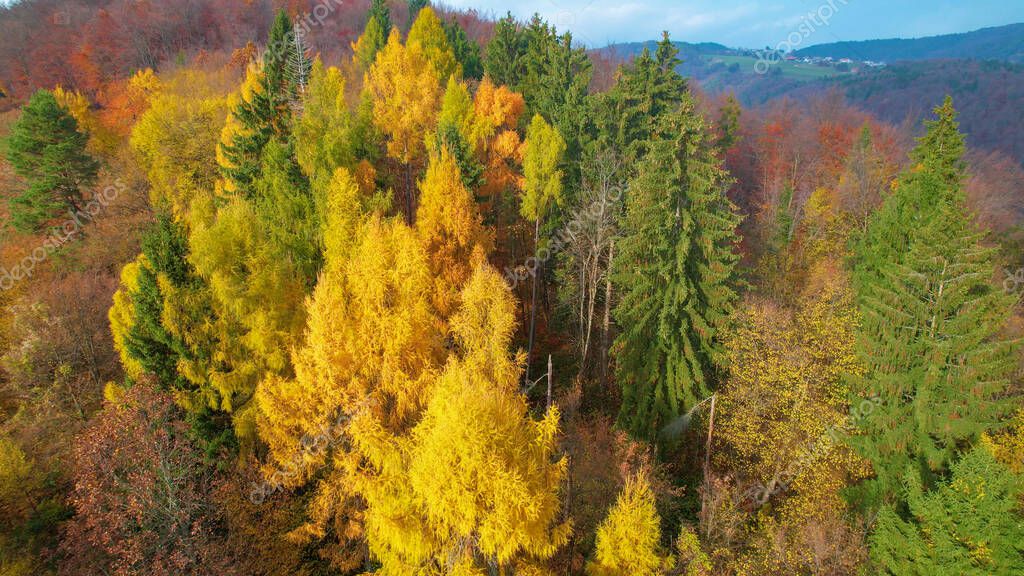 Golden yellow larch trees glowing in the embrace of autumn woodland ...