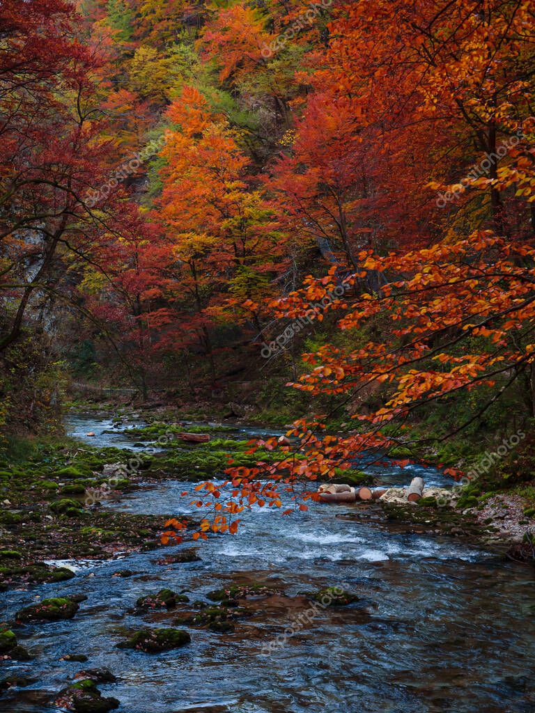 Vivid red beech tree leaves above Radovna river in Vintgar Gorge in ...