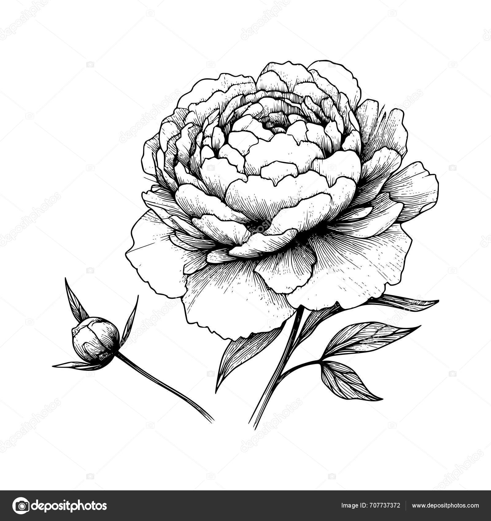 Peony Flower Doodle Illustration Stock Vector by ©grga12 707737372