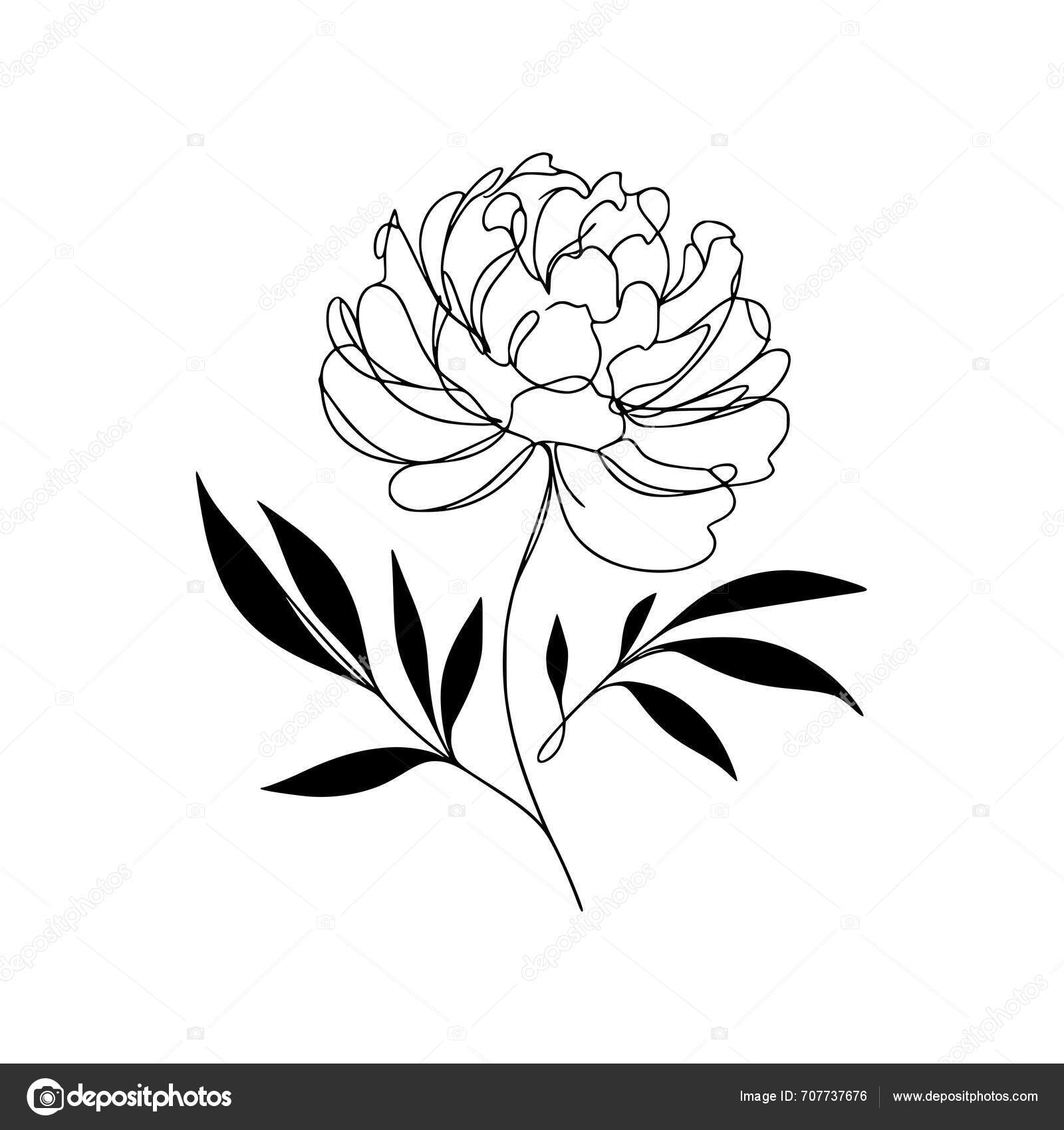 Peony Line Art Fine Line Peony Flower Hand Drawing Illustration Stock ...
