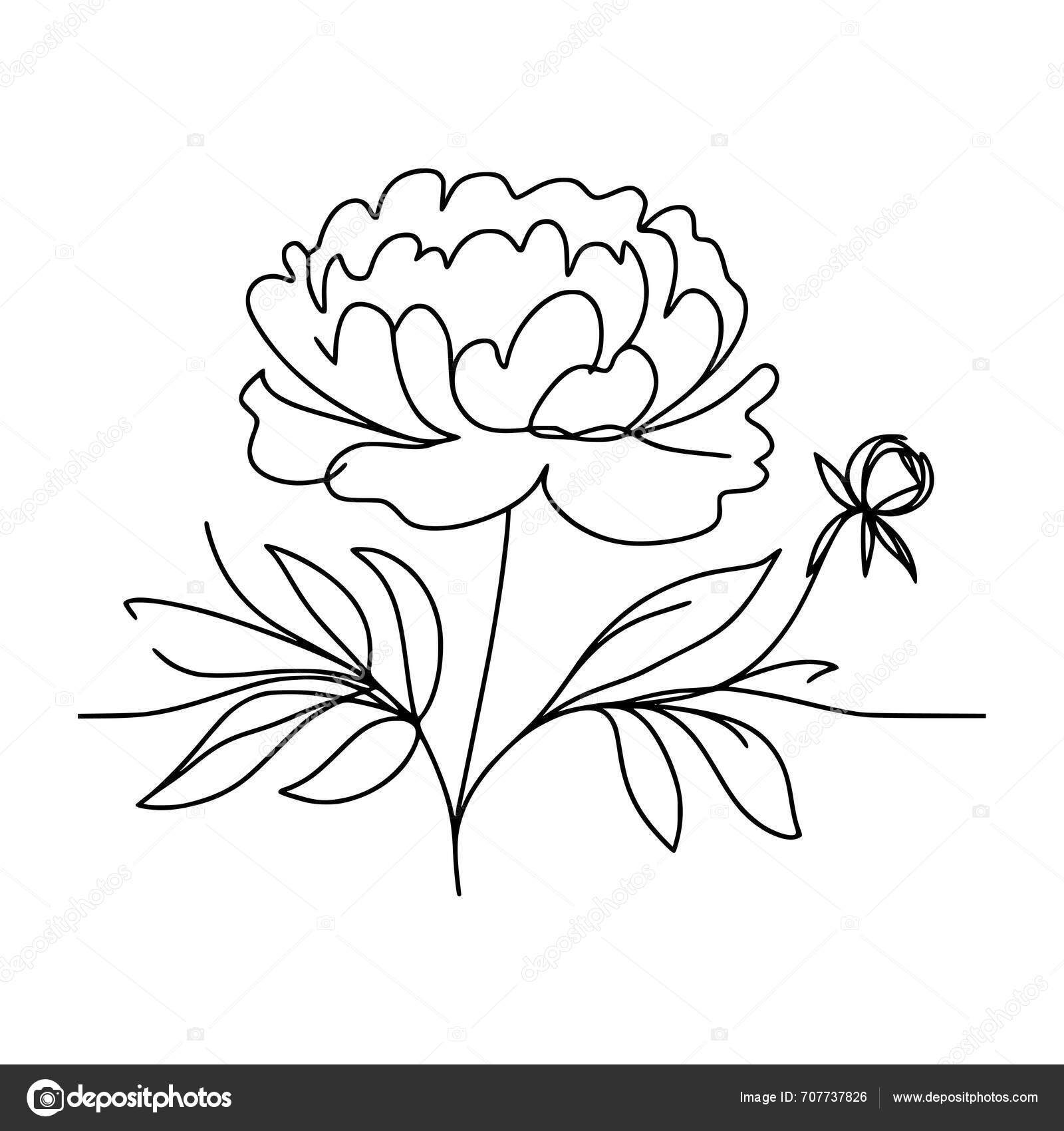 Peony Line Art Fine Line Peony Flower Hand Drawing Illustration Stock ...