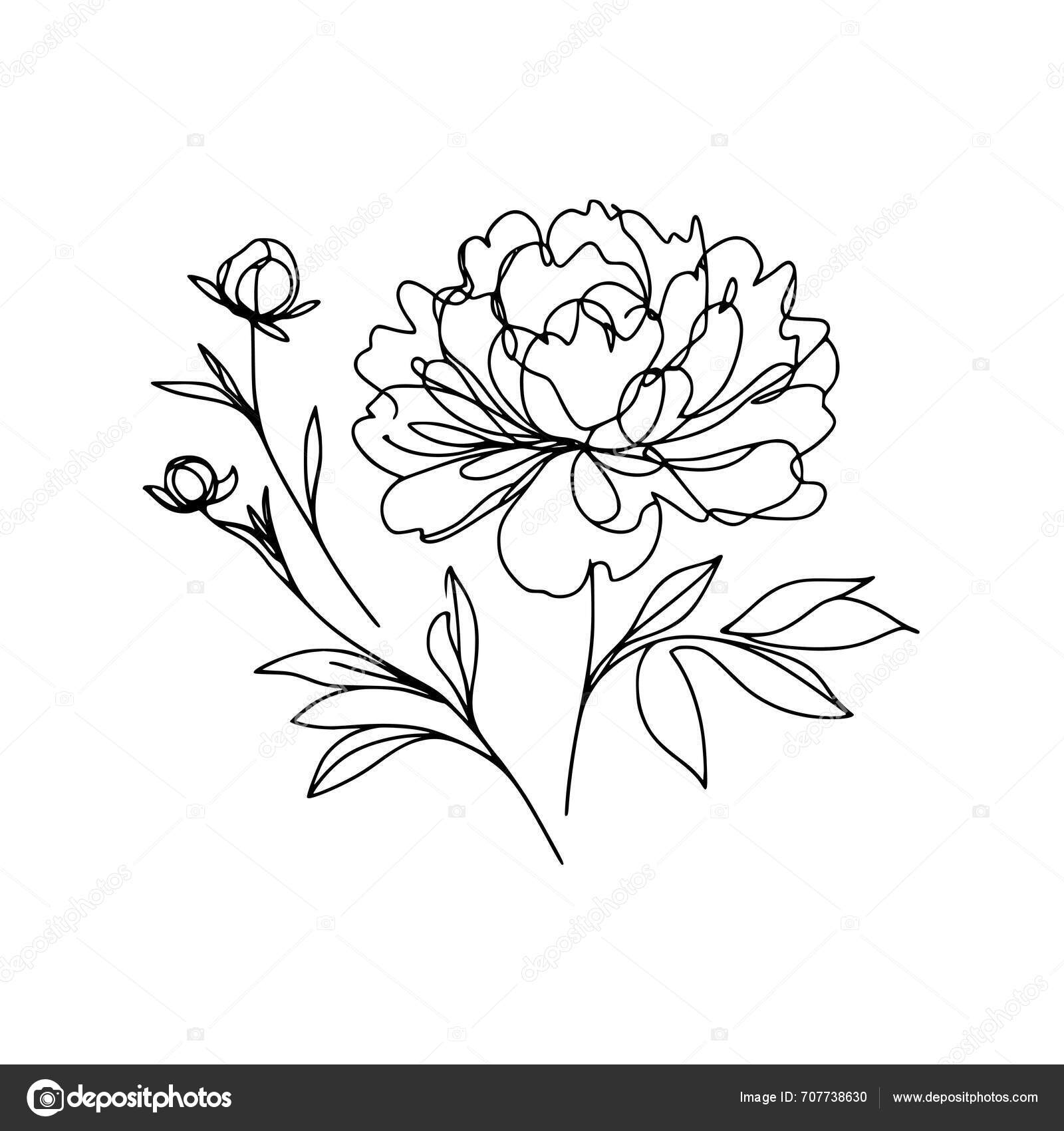 Flower Line Drawing Peony Stock Vector by ©grga12 707738630