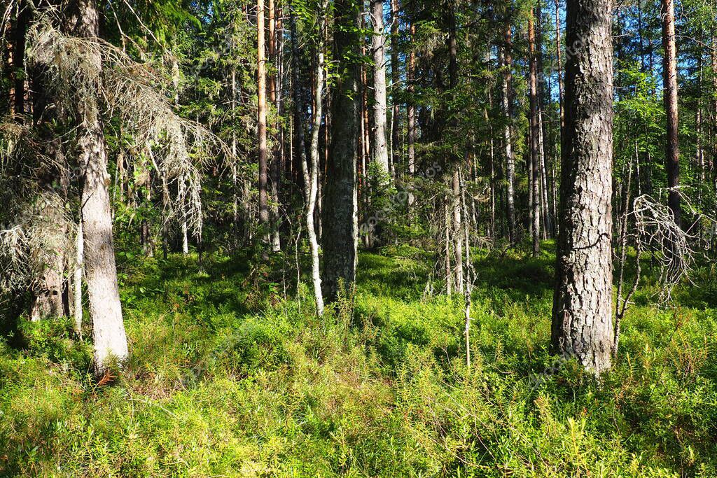 Taiga biome dominated by coniferous forests. Picea spruce, genus of ...