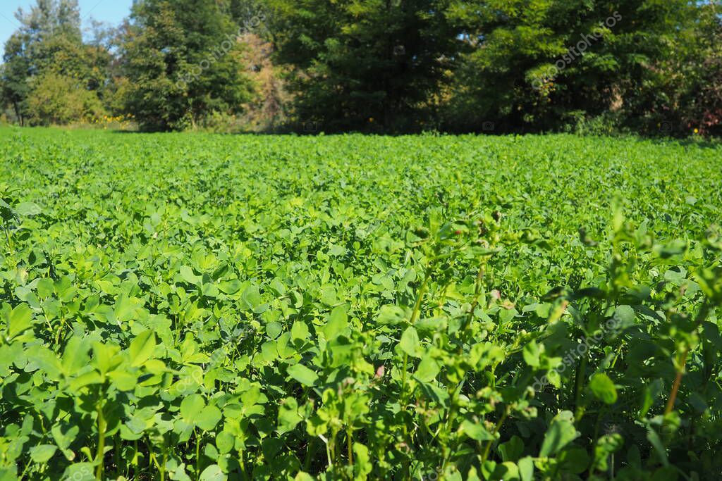 Campo con trébol verde. Plantación organizada de trébol. Clover ...