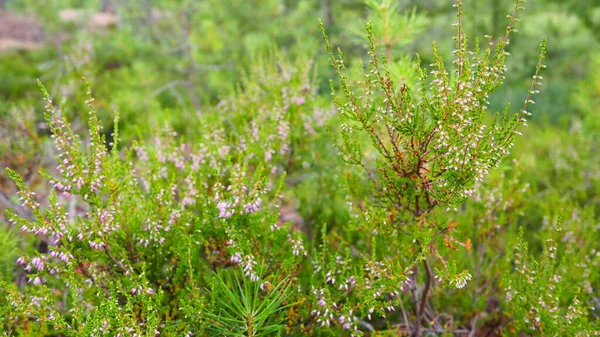 Calluna vulgaris, brezo común, ling, o simplemente brezo es la única ...