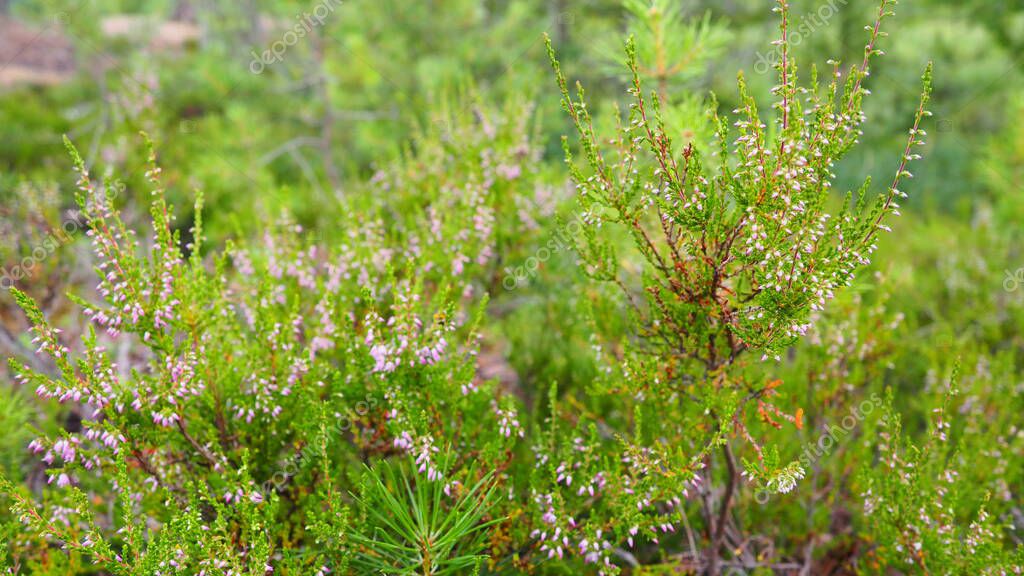 Calluna vulgaris, brezo común, ling, o simplemente brezo es la única ...