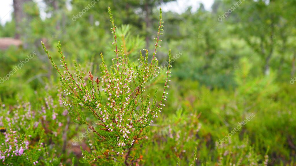 Calluna vulgaris, brezo común, ling, o simplemente brezo es la única ...