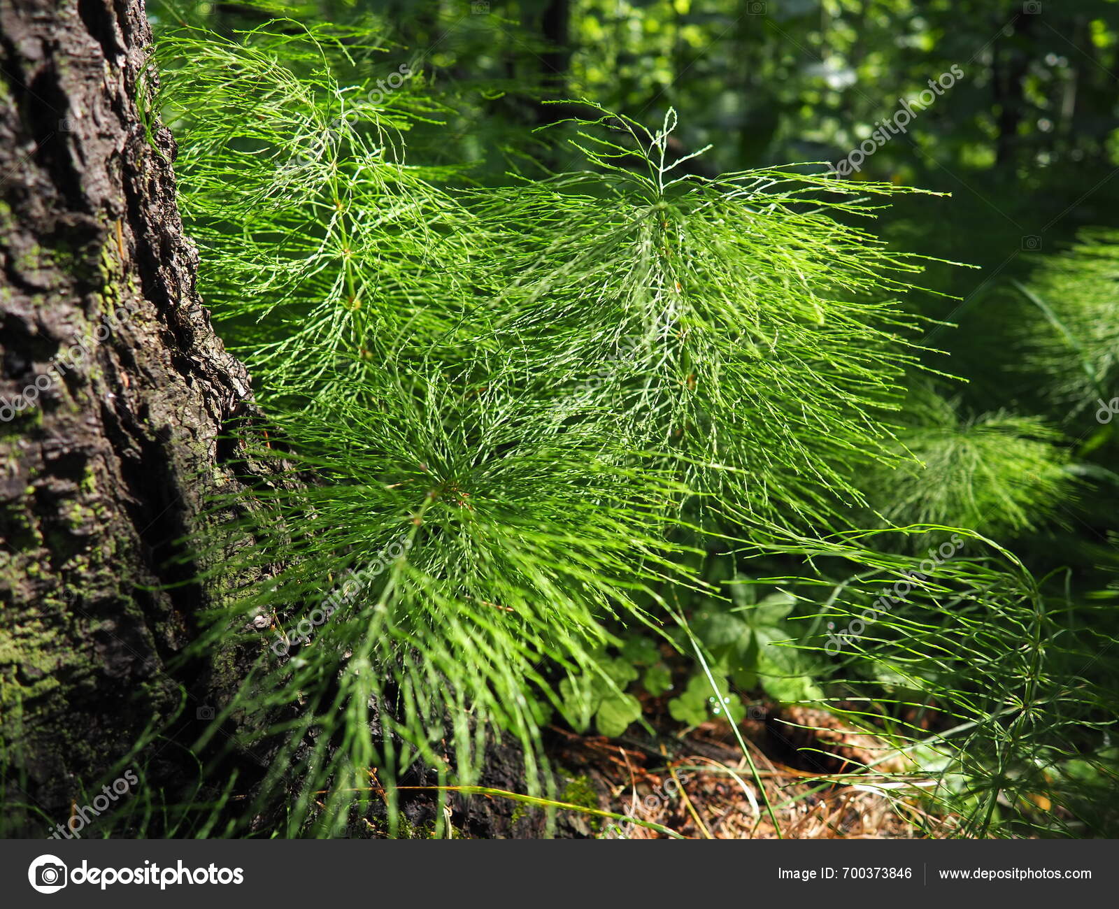 Horsetail Equisetum Genus Vascular Plants Department Equisetophyta ...