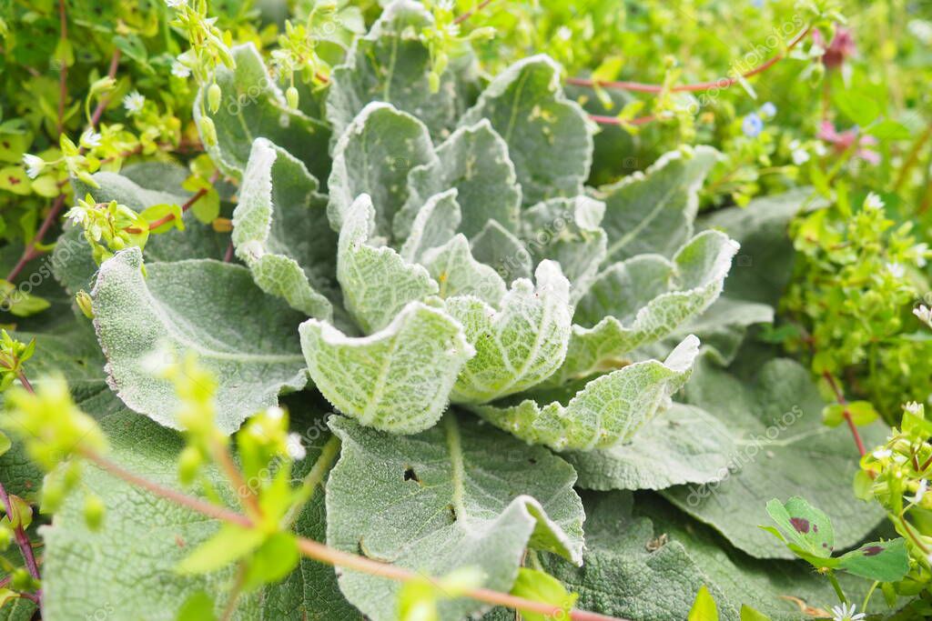 Salvia es un género de plantas con flores perteneciente a la familia ...