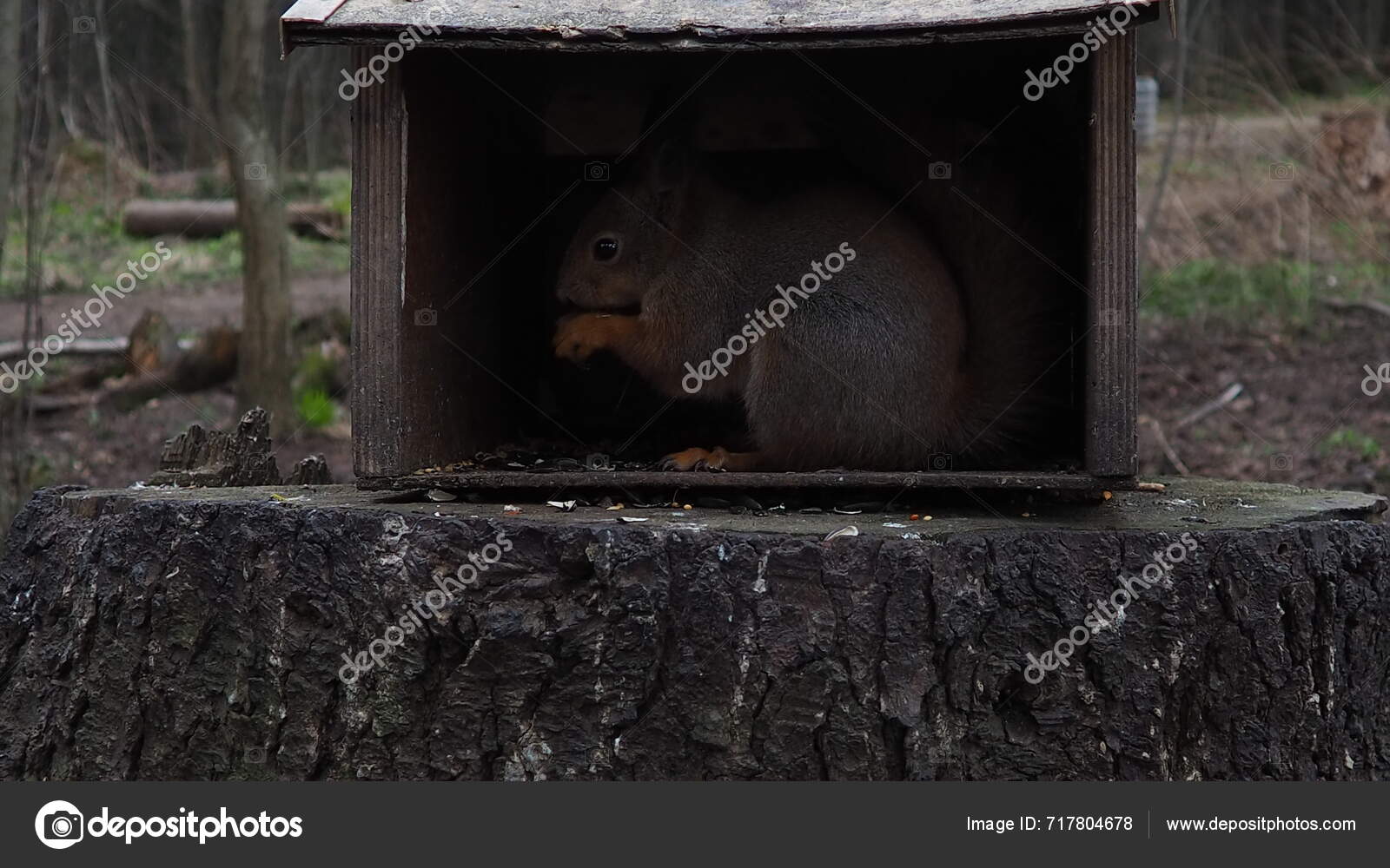 Squirrels Members Family Sciuridae Rodents Squirrel Forest Tree ...