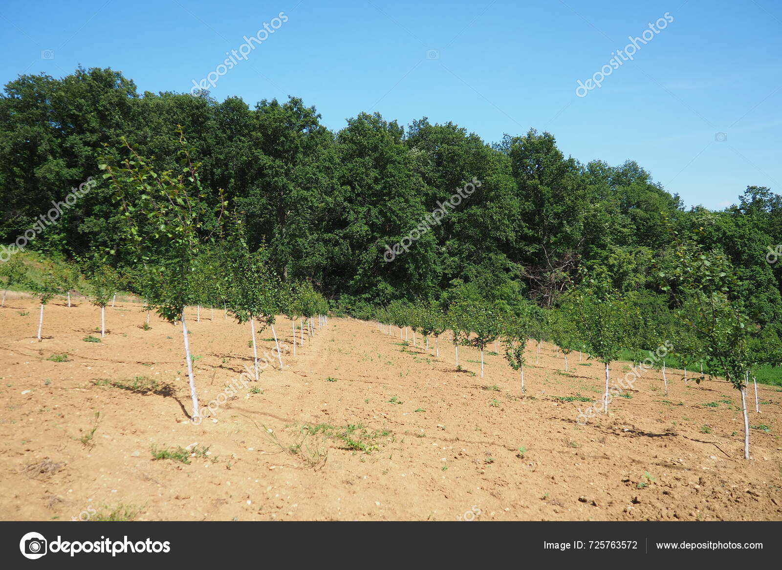 Apple Tree Sapling Planted Garden Soil Spring Hole Tree Planting — Stock Photo © cukugede #725763572