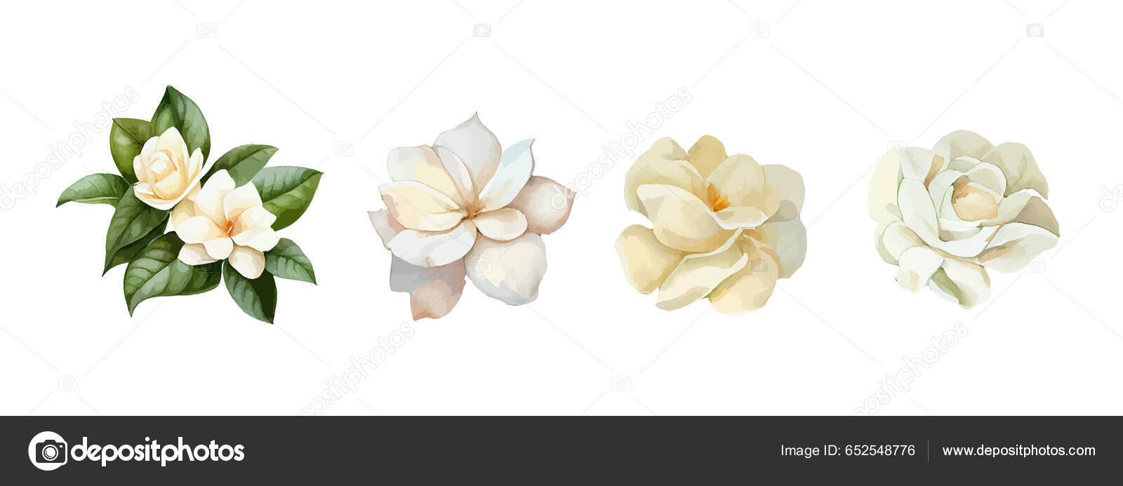 Set Acuarelă Flori Jasmin Flori Albe Realiste Desen Pentru Ziua Vectori ...
