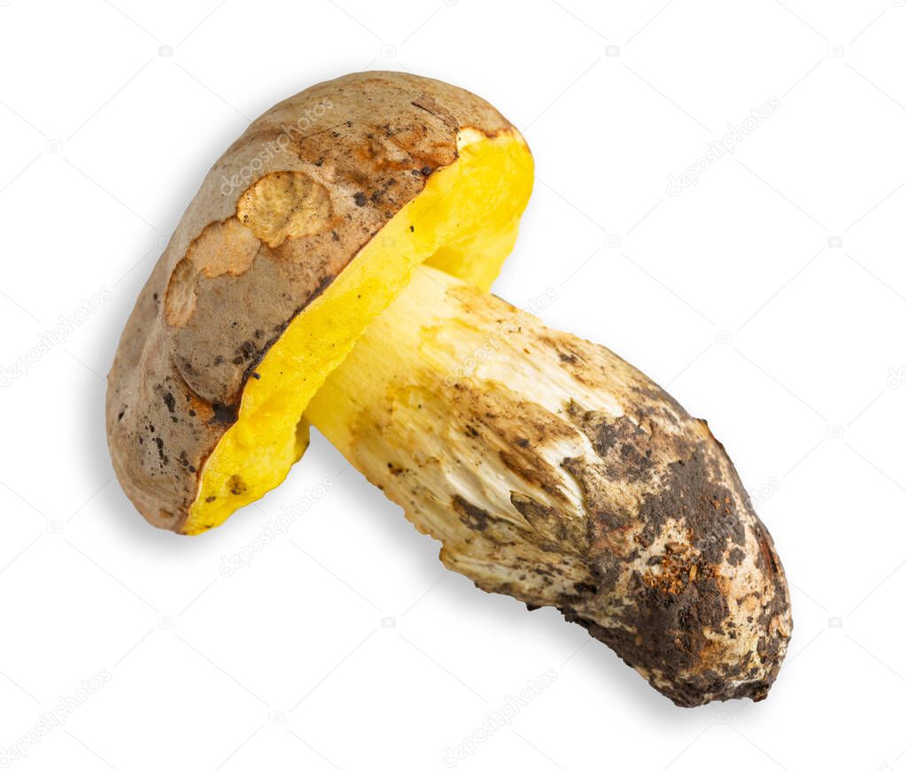 Un hongo amarillo distintivo con un tallo grueso y terroso se asienta ...