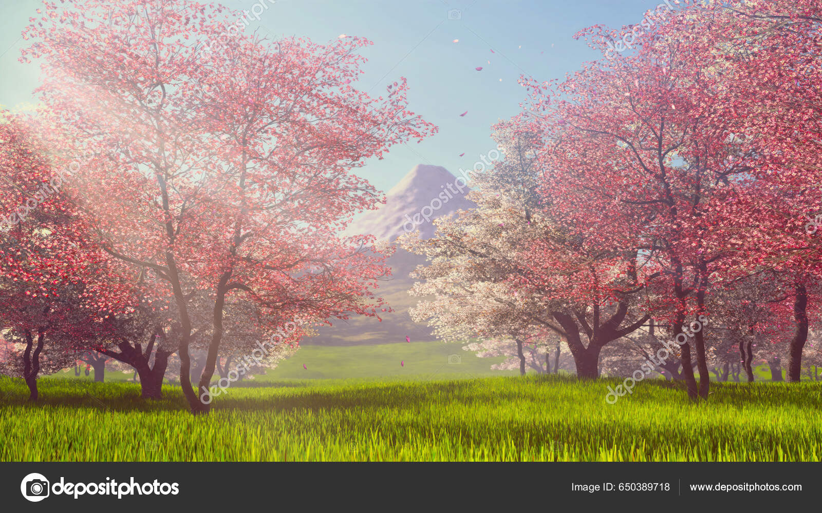 Peaceful Spring Landscape Lush Blooming Sakura Cherry Orchard Sunlight ...