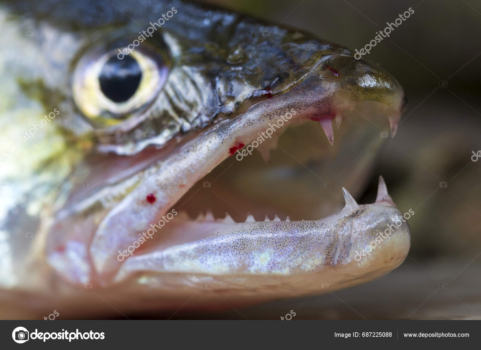 Zander Sus Dientes Detalle Los Peces Agua Dulce Profundo Sander — Foto ...
