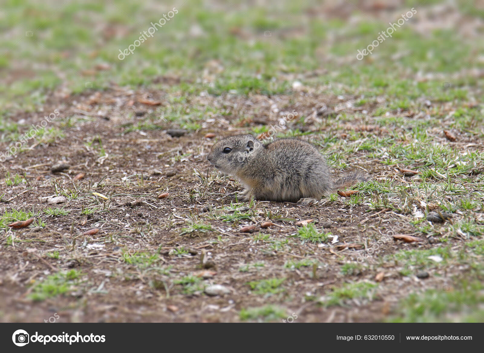Ardilla De Tierra De Manto Dorado En Cascada