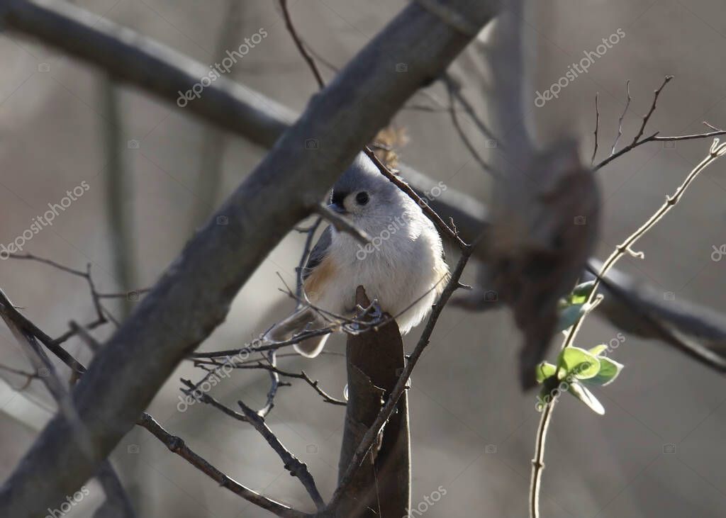 Tímpano copetudo (baeolophus bicolor) que alcanza su punto máximo por ...
