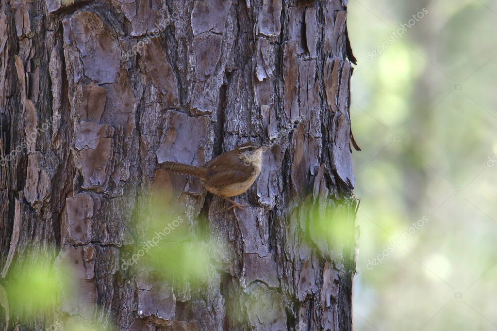 Carolina Wren (thryothorus ludovicianus) aferrándose al árbol de un ...