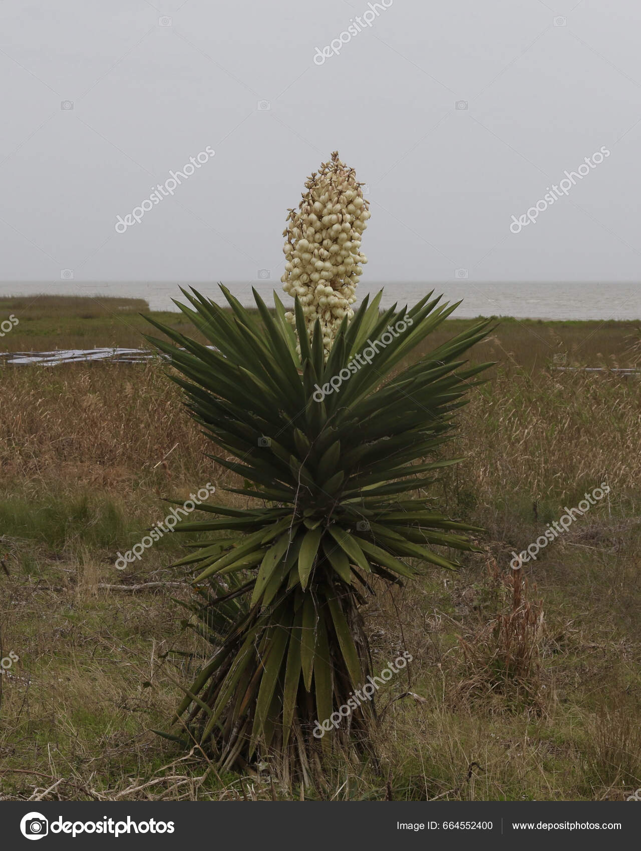 Yucca Faxoniana