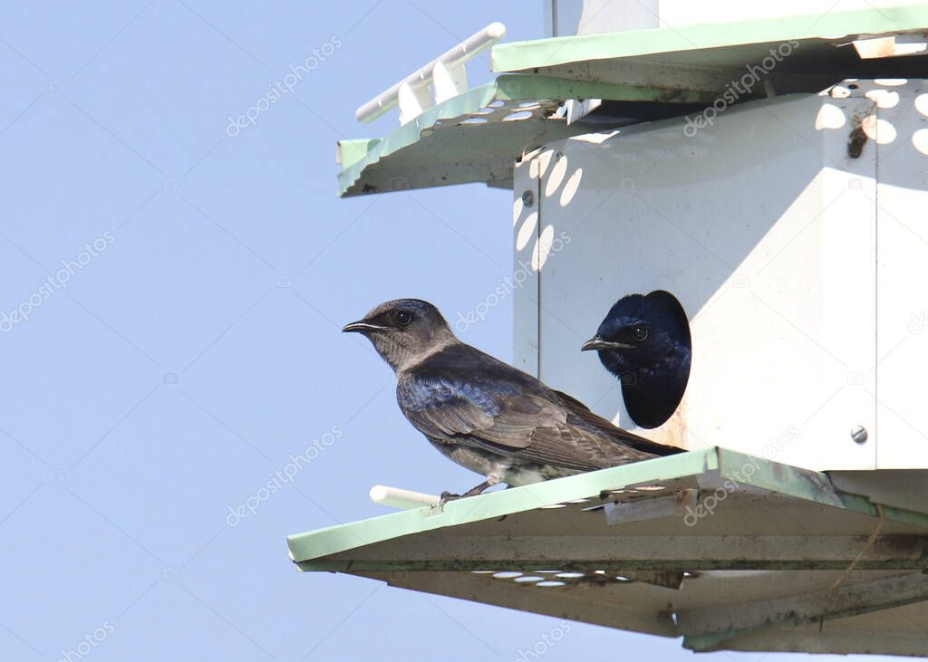 Púrpura Martin (hembra) (progne subis) encaramado en la puerta de su ...
