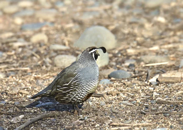 Codorniz de California (macho) (callipepla californica) con la cabeza ...