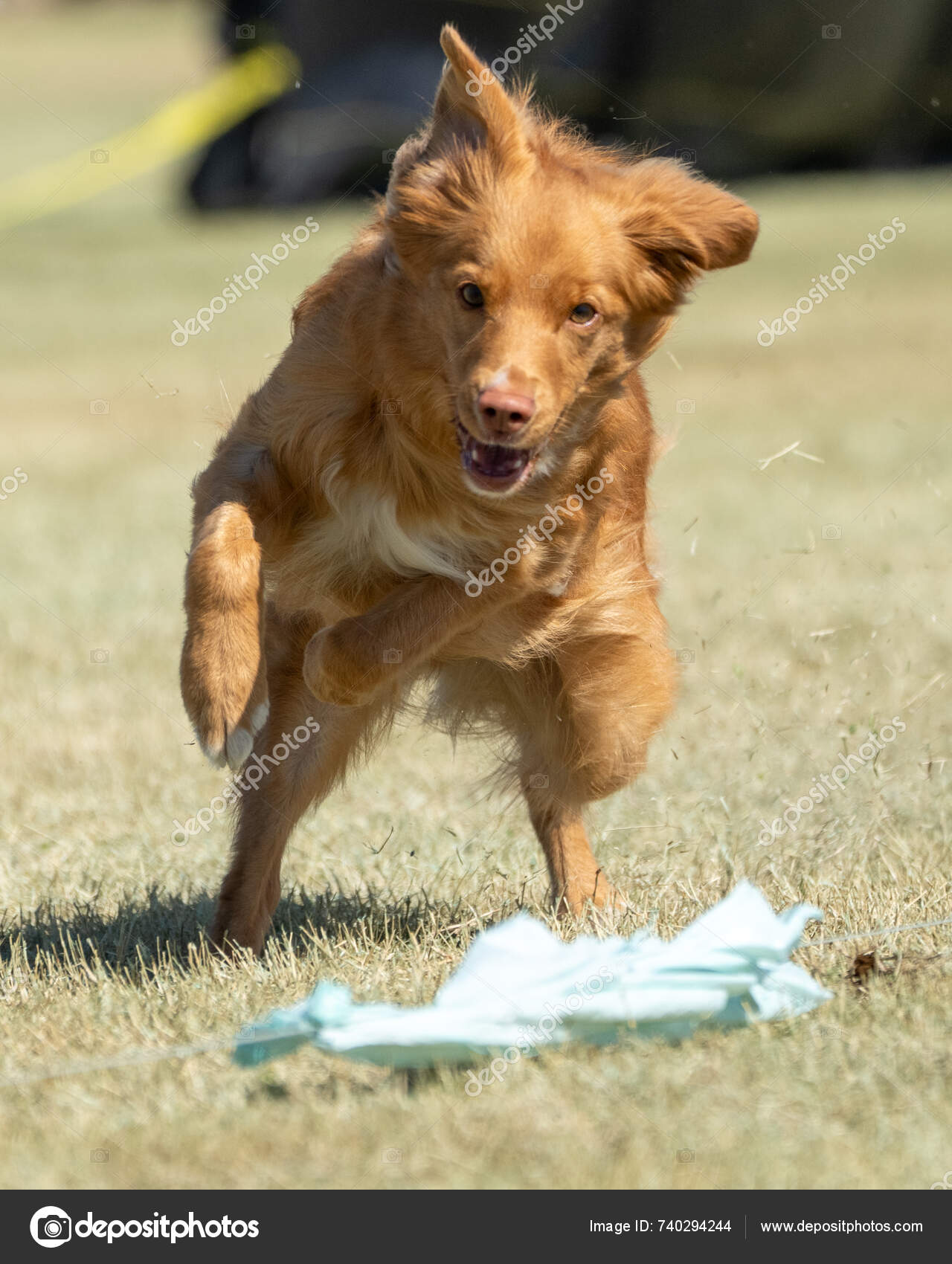 Nova Scotia Duck Toller Dog Chasing Lure Line Fun Fast — Stock Photo ...