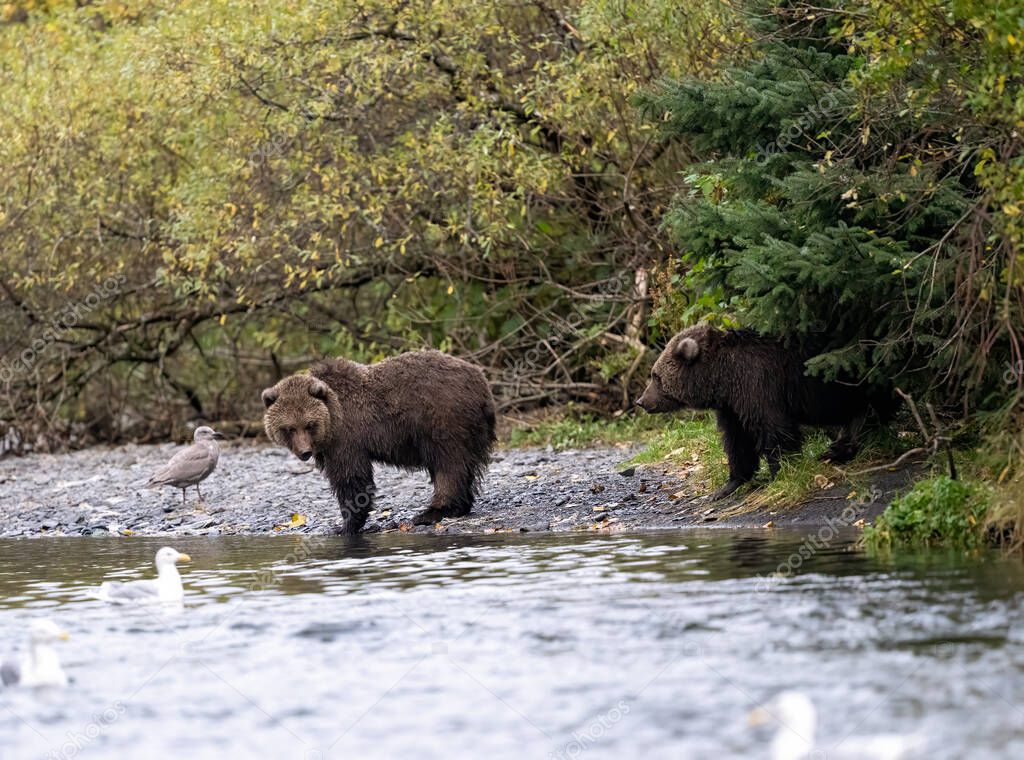 Dos oso Kodiak hembra cerca de la orilla del río en la pesca de Alaska 2024