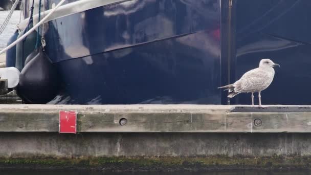 2,478 Arco de yate Videos, Royalty-free Stock Arco de yate Footage ...