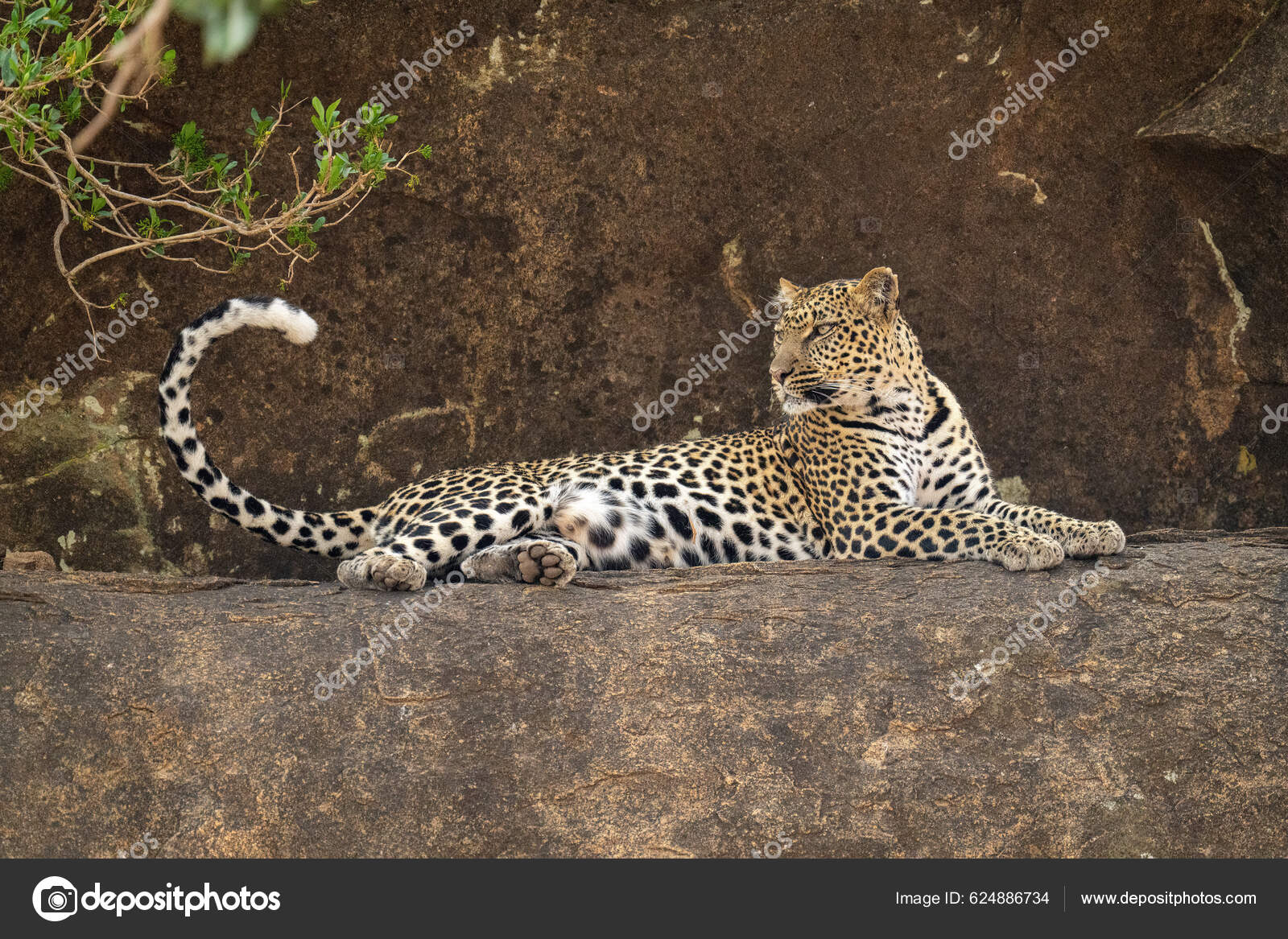 Leopard Lying Rocky Ledge Looking Back — Stock Photo © nicholas_dale ...