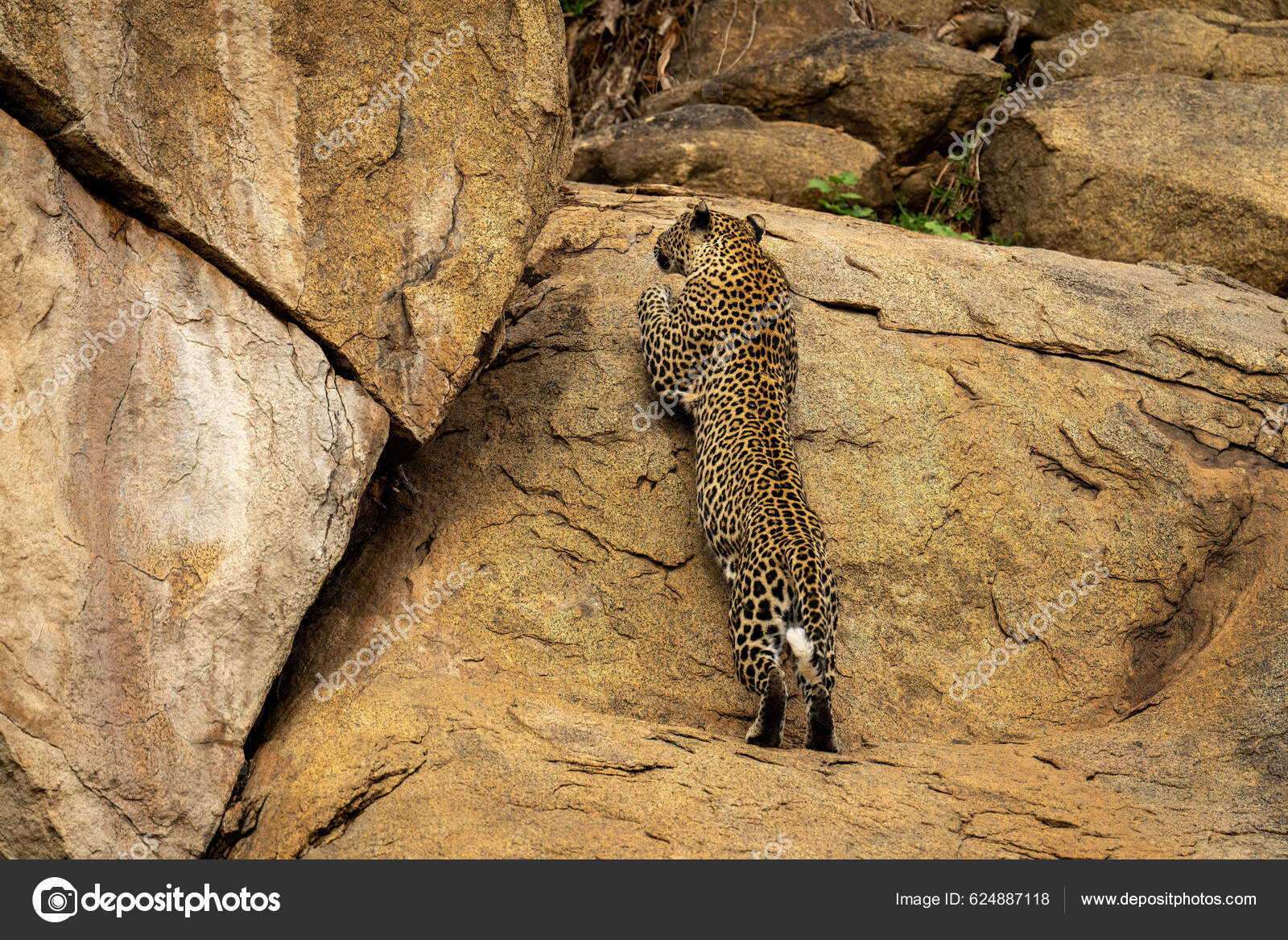 Leopard Jumping Up