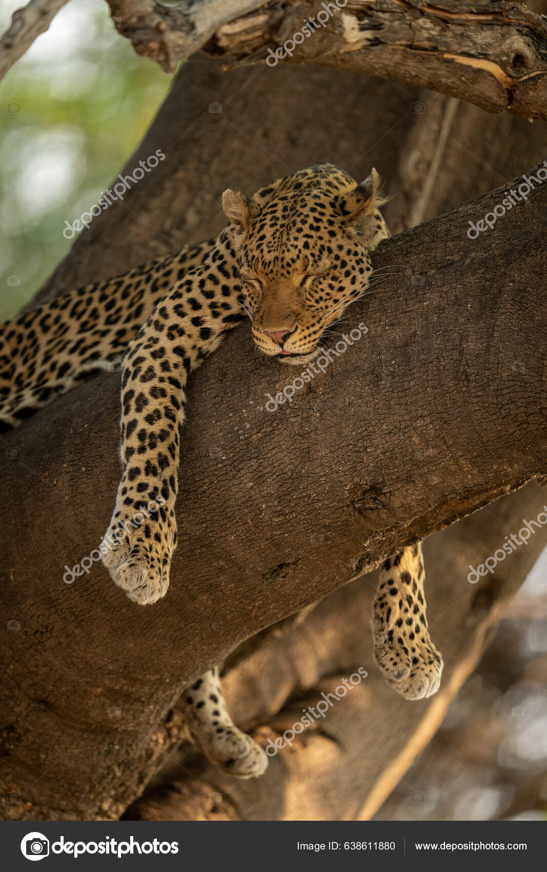 Leopard Sleeping In A Tree