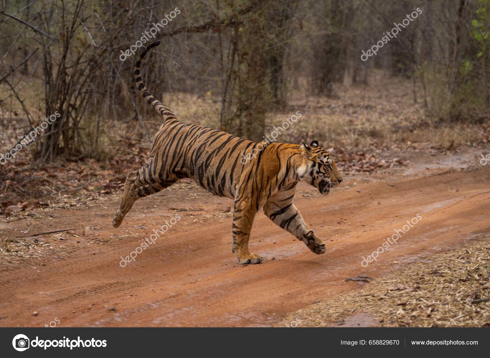 Royal Bengal Tiger Running
