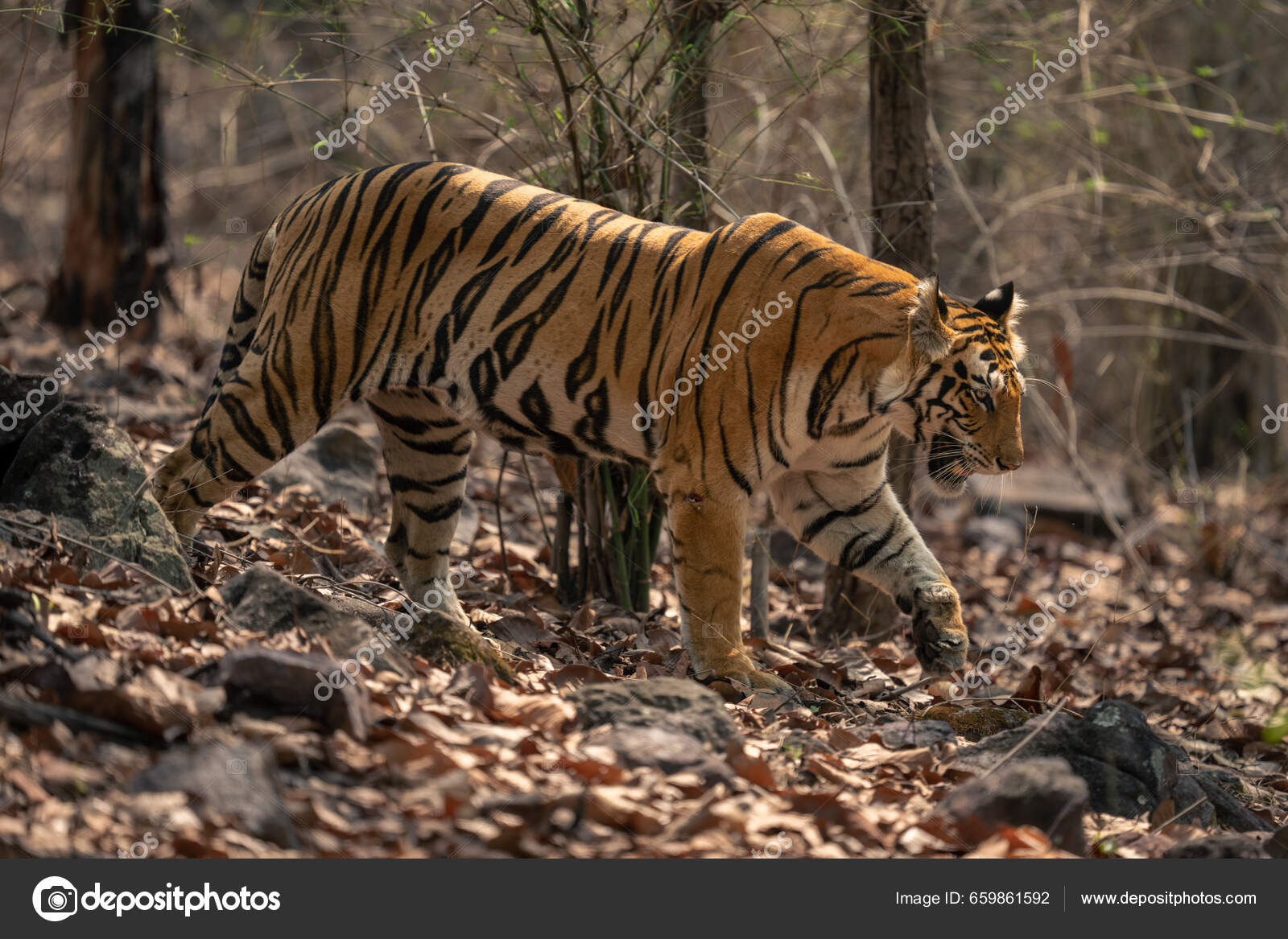 Tiger Walking Down