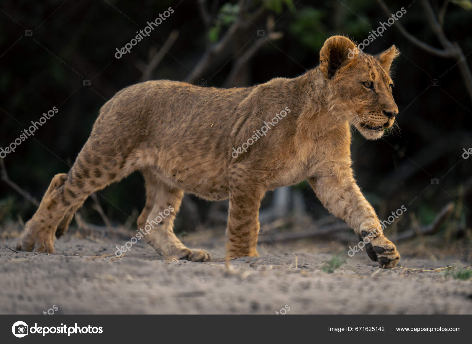 Lion Cub Walks Putting Foot Sand — Stock Photo © nicholas_dale #671625142