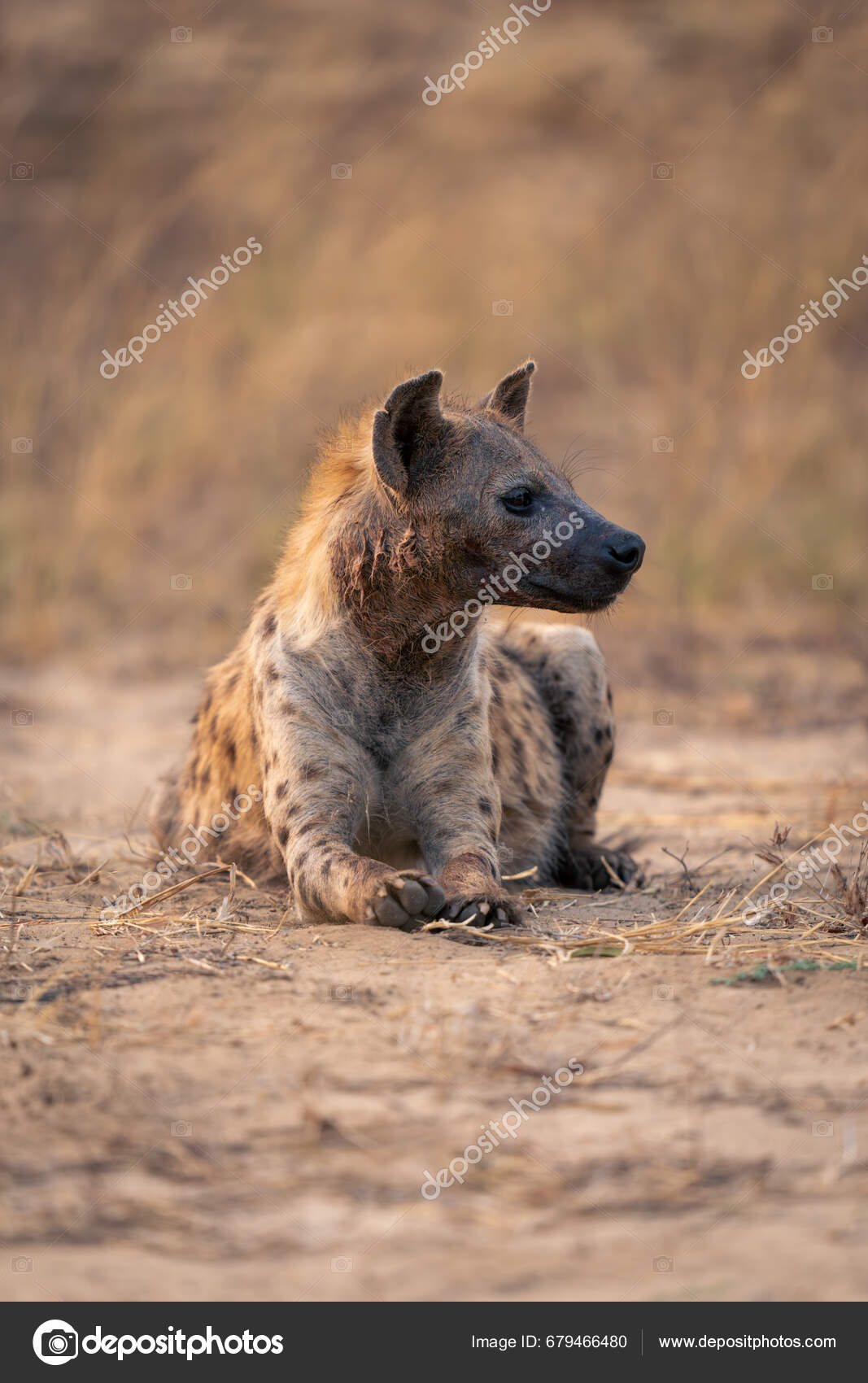 Spotted Hyena Turns Head Lying Sand — Stock Photo © nicholas_dale ...